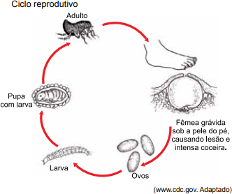 UFSCAR 2015 A figura ilustra o ciclo reprodutivo do inseto Tunga ...