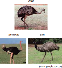 UNESP 2014/1 A ema (Rhea americana), o avestruz (Struthio camelus) e o ...