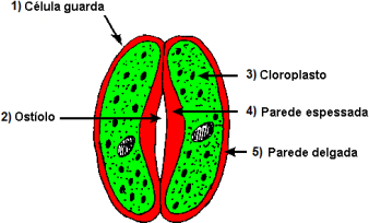 UNIPAM 2010/1 A figura a seguir mostra os estômatos: pequenas ...