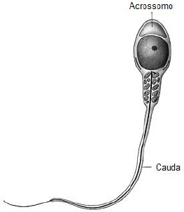 UNICENTRO 2013/1 A figura a seguir representa um espermatozoide humano ...