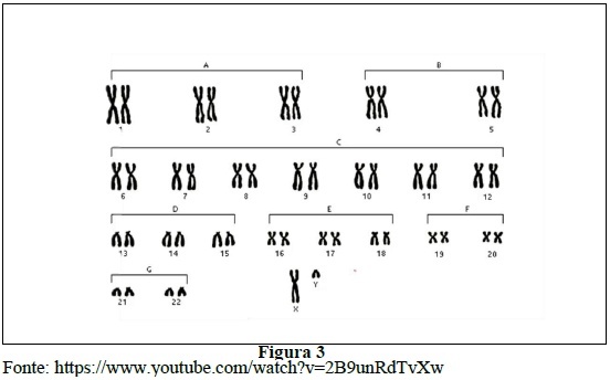 UDESC 2017/2 Na Figura 3 é mostrado um cariótipo. - Estuda.com ENEM
