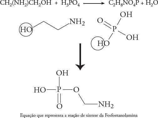 FACISA 2017/1 A FOSFOETANOLAMINA é uma substância produzida pelo corpo ...