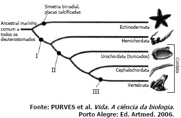 UFRGS 2016 Observe a figura abaixo, que retrata uma provável filogenia ...