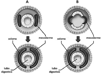UNITAU 2016 Celoma é uma palavra de origem grega que sugere oco ou ...