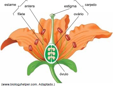 UNIVAG 2016/2 A figura ilustra a anatomia de uma flor. | Estuda.com