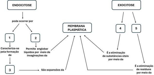 Diagrama De Endocitose