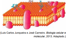 UEA - SIS 2017 Observe a figura de uma biomembrana. - Estuda.com ENEM