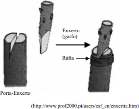 FGV-SP 2012 A figura ilustra um procedimento de enxertia em árvores ...