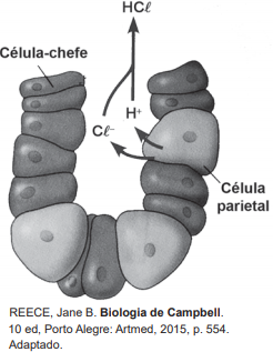 FMP 2020 Lithoredo abatanica é a nova espécie de molusco bivalve ...
