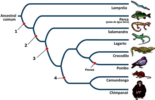 PUC-MG 2023/2 A FILOGENIA é a história da descendência de um grupo de | Estuda.com