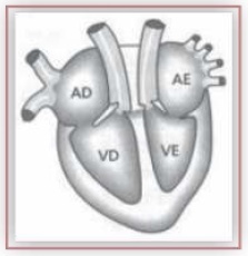 Esquema De Albert Einstein Esquema EJASE De Albert Einstein.