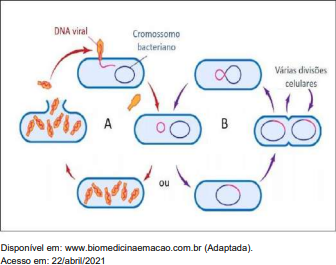 UPF 2021 Analise a figura referente à reprodução dos vírus. | Estuda.com