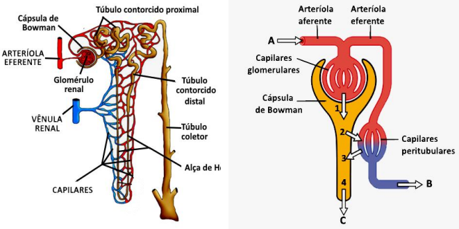 PUC-MG 2023/2 O esquema a seguir representa algumas das etapas do | Estuda.com ENEM