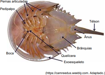 FCMSCSP - Santa Casa 2021 A imagem mostra um animal do gênero Limulus ...