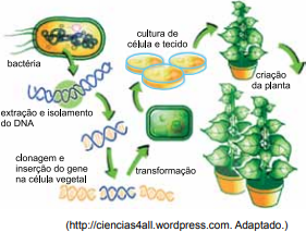 UEA - SIS 2014 A figura ilustra um processo de transgenia em vegetais ...