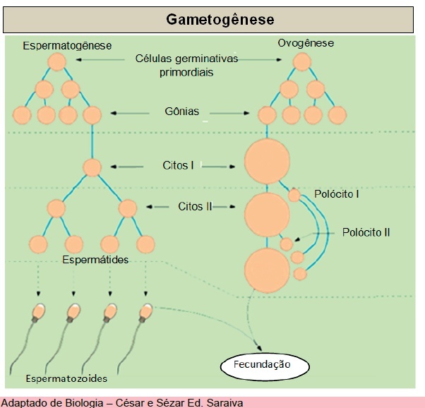 UPE 2013 O processo de gametogênese compreende quatro fases bem ...