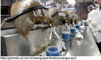 Celulas Sanguineas Do Caranguejo Ferradura Os Caranguejos Ferradura,