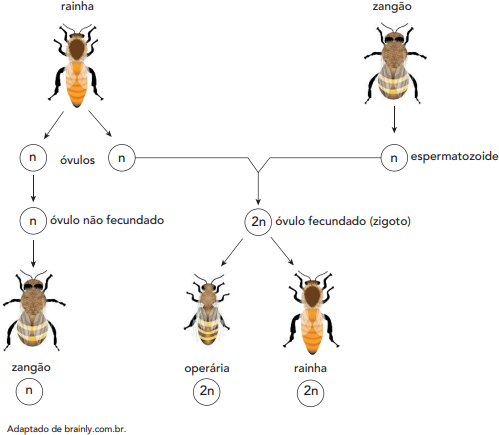 Ciclo De Vida Das Abelhas A Abelha: Ciclos Da Vida | Amazon.com.br