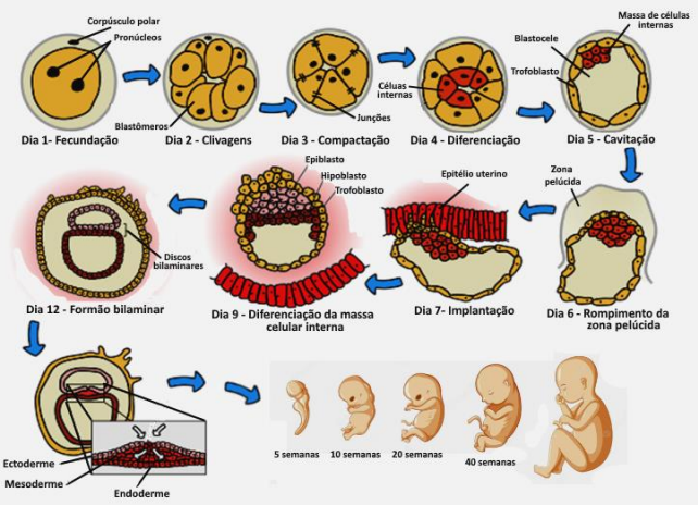 PUC-MG 2023/2 O esquema a seguir representa algumas das etapas do | Estuda.com