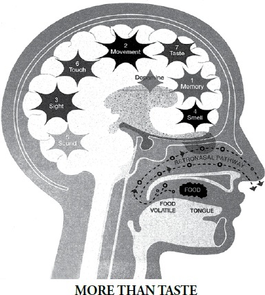 FACISA 2016/2 TEXT BHow the brain constructs flavor The tongue detects ...