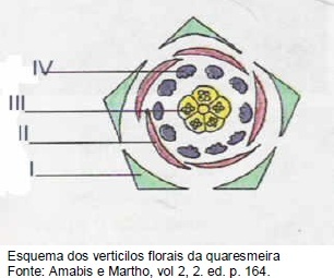 UNEMAT 2009/2 Uma flor é considerada completa quando apresenta quatro ...