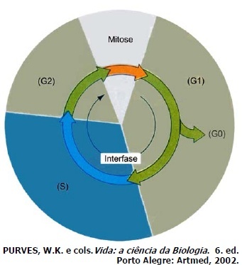 UFRGS 2013 A figura abaixo representa o ciclo celular de uma célula ...