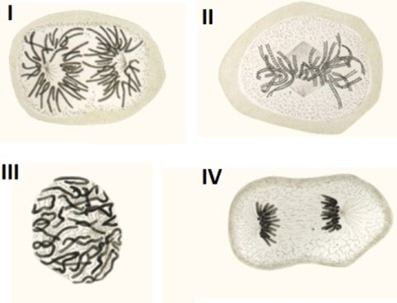 Questões de Biologia sobre Biologia Celular (Citologia) | Estuda.com