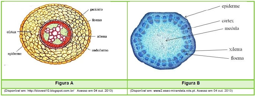 UPF 2014 As figuras A e B abaixo representam cortes transversais ...