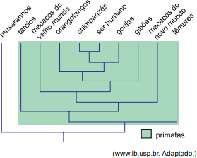 Cladograma De Primatas Com Caracteristicas
