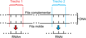 FCSB 2022 A figura mostra os trechos 1 e 2 de uma molécula de DNA, | Estuda.com