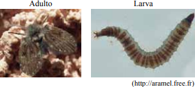 Larvas De Psicodideos Development To Metamorphosis Of The Nemertean
