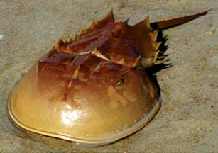 FCMSCSP - Santa Casa 2021 A imagem mostra um animal do gênero Limulus ...