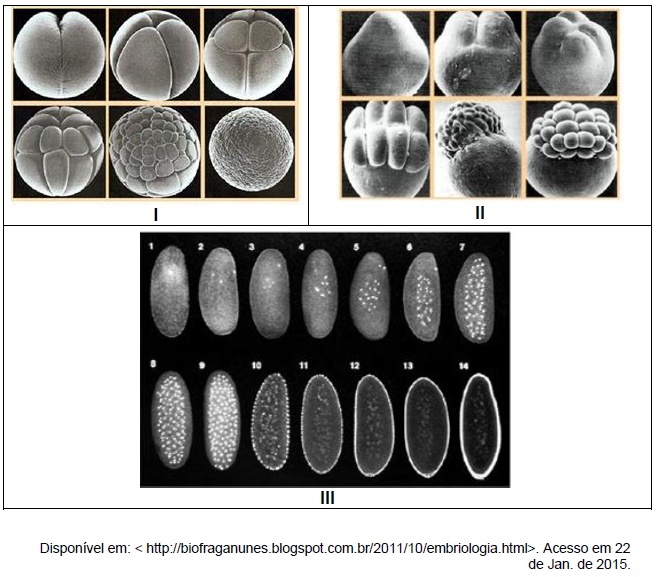 UFU 2015/2 As figuras a seguir representam o processo das clivagens ...