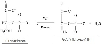 FCM PB 2017/2 O Mg atua como cofator ou ativador de mais de 300 enzimas ...