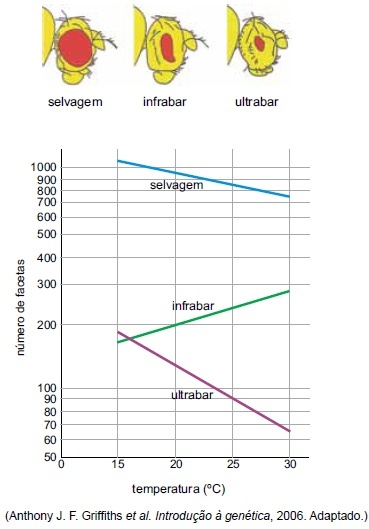 FAMECA 2017 Em moscas Drosophila melanogaster, o tamanho dos olhos pode ...