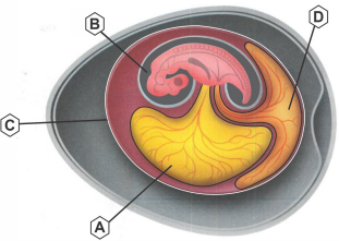 URCA 2024/1 (URCA/2024.1) Analise as afirmativas a seguir sobre a ...