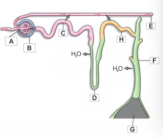 URCA 2024/1 No processo de formação da urina, observa-se as | Estuda.com