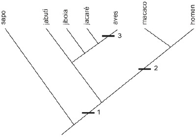 UFRR 2017 A árvore filogenética parcial representa uma das hipóteses ...