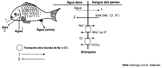 UEMA 2016 PAES | Estuda.com