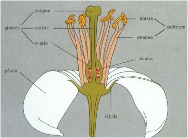 Receptaculo De Uma Flor