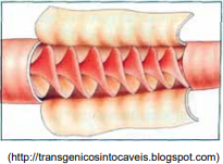 FGV-SP 2020/1 A figura representa uma estrutura em formato helicoidal ...