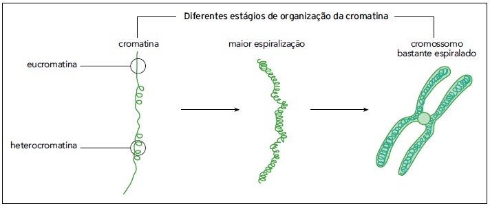 UERJ 2018/1 Em células eucariotas, a cromatina pode se apresentar como ...