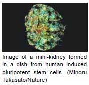 FAMEMA 2016 Scientists grow primitive human kidneys in a dish For the ...