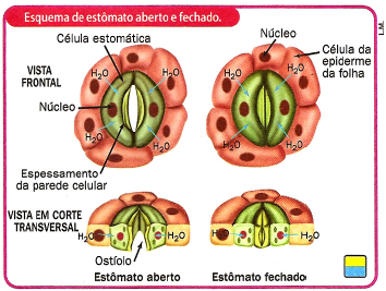 UCPEL 2011 Observa o esquema abaixo: Com relação aos estômatos ...
