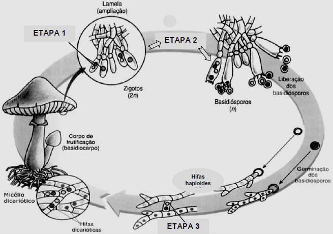 FPS 2018/2 Observe o esquema abaixo que representa o ciclo de vida dos ...