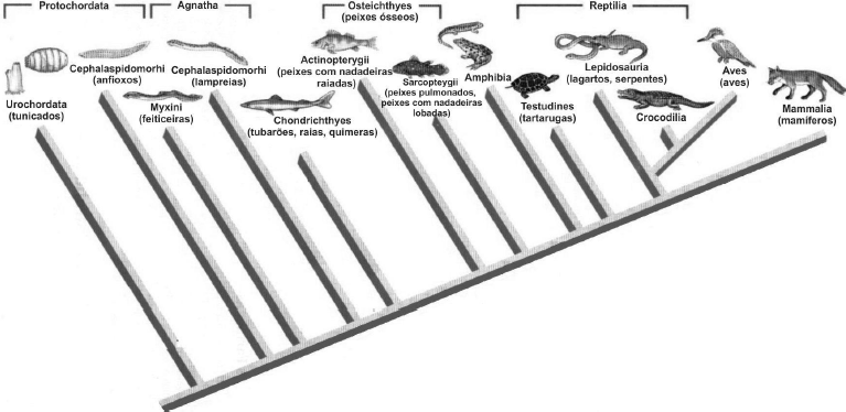 ACAFE 2018/2 A árvore filogenética é uma representação gráfica que ...