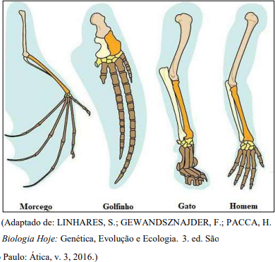 Estruturas Homologas Vs Analogas