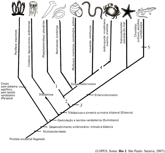 UNIPAM 2009 Observe o cladograma a seguir. Dentro do Reino Animal, há ...