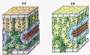 PUC-MG 2019/2 A disposição de células nas folhas de plantas C3 e C4 ...